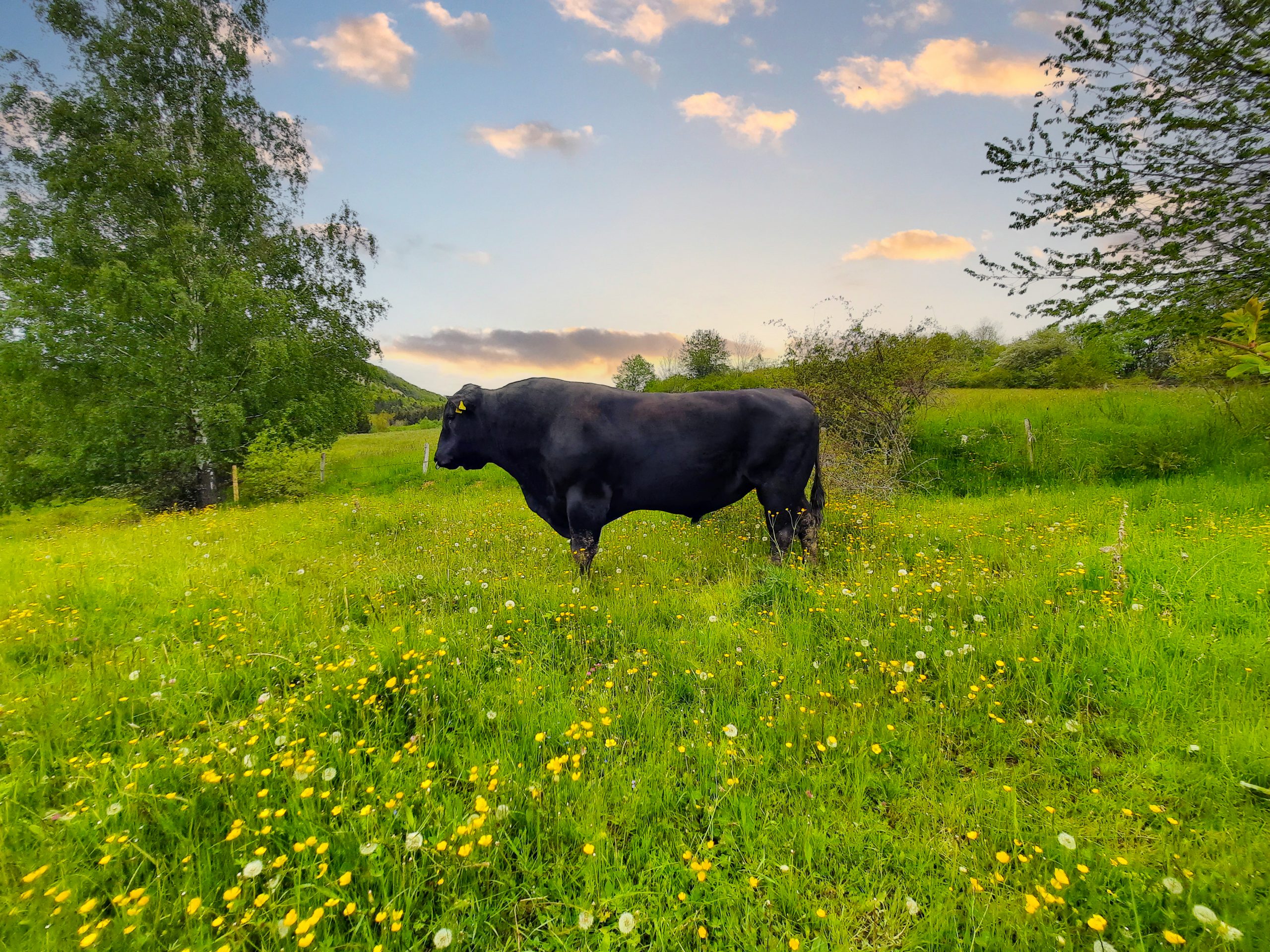Samen und Embryonen von Aberdeen Angus und Wagyu Rindern
